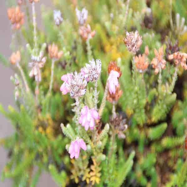 Gewone Dopheide (Erica tetralix)