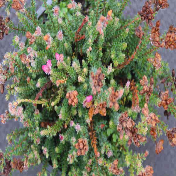 Gewone Dopheide (Erica tetralix 'Con Underwood')