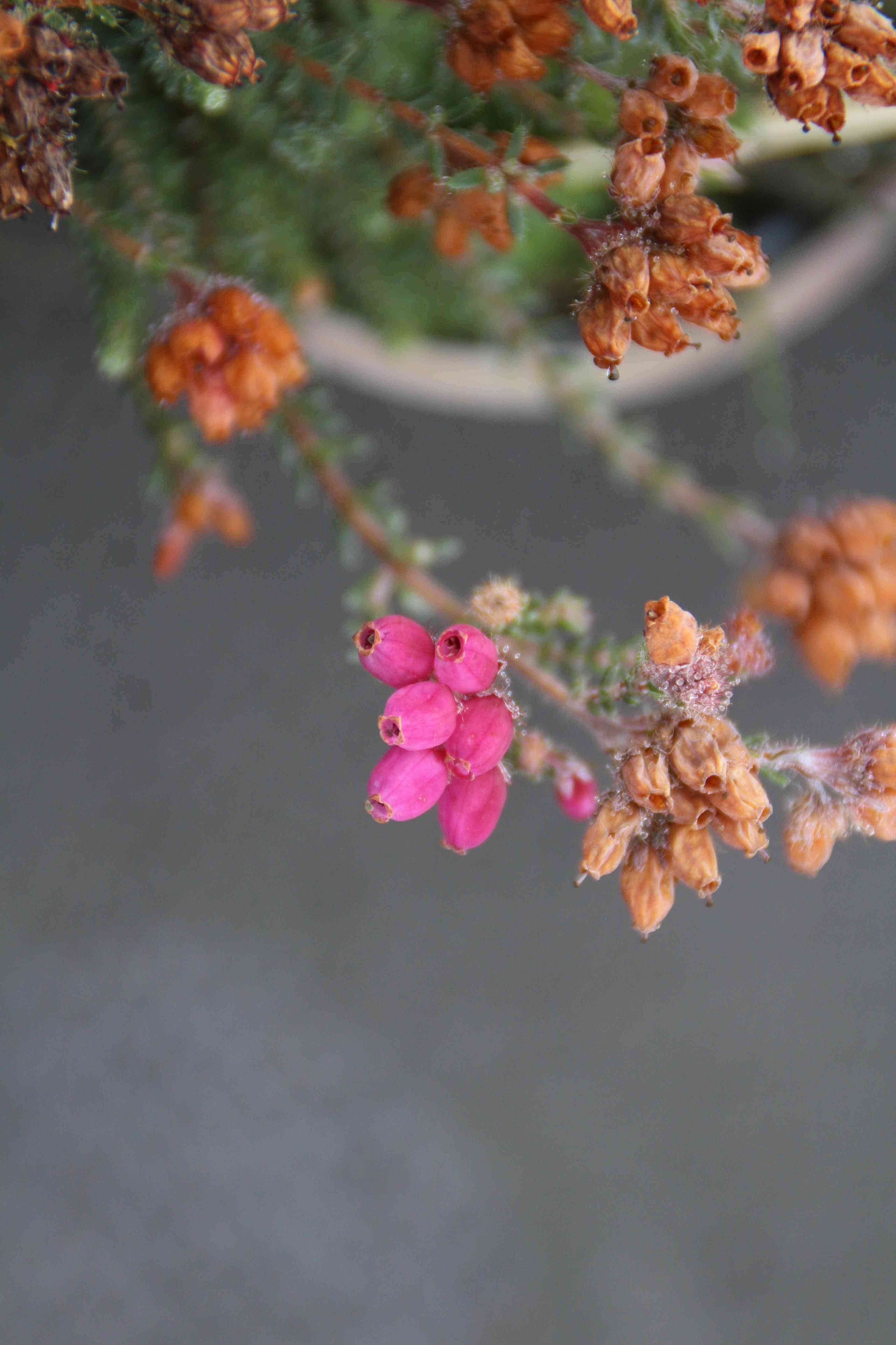 Gewone Dopheide (Erica tetralix 'Con Underwood') | Directplant
