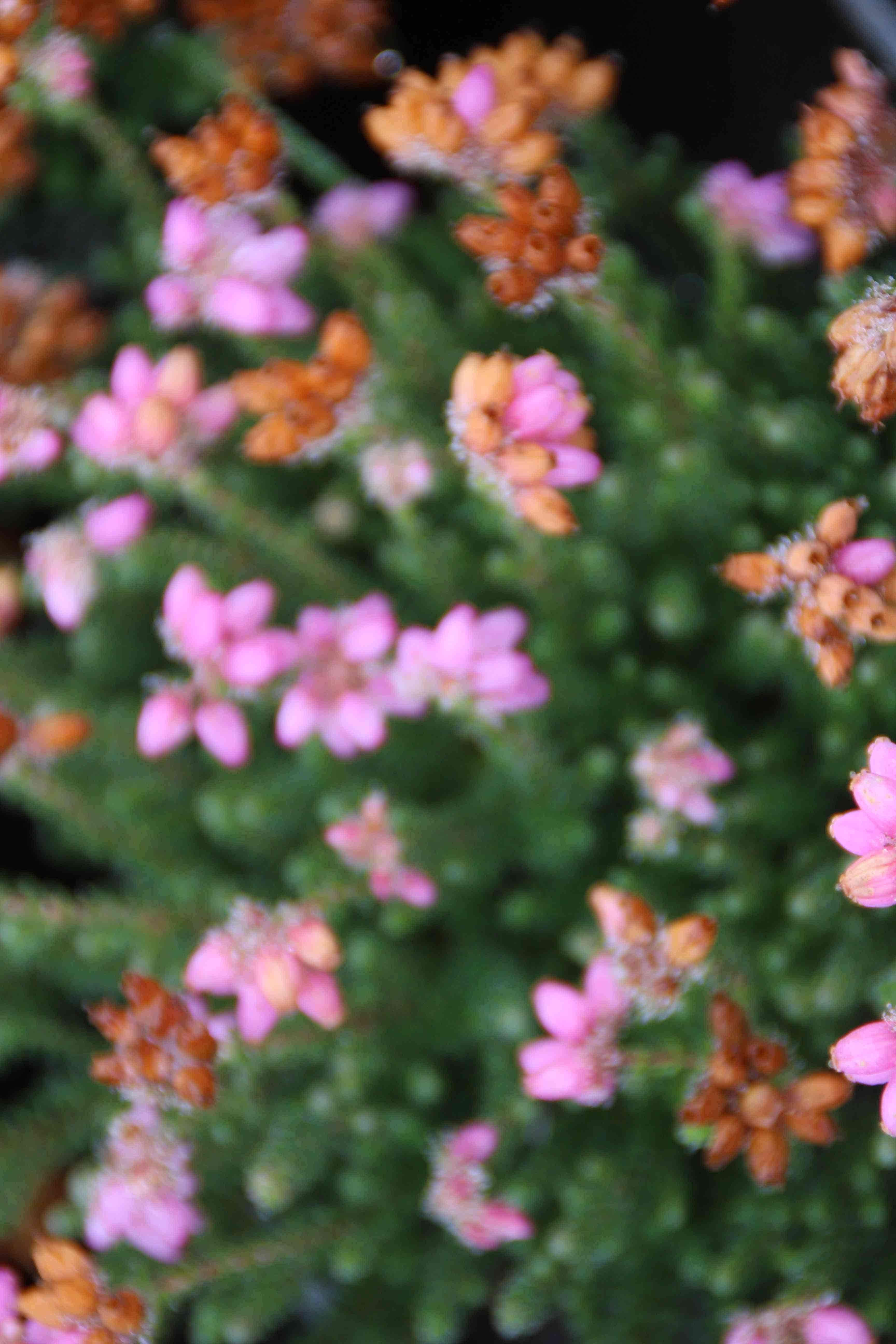 Dopheide rose (Erica tetralix ''Tina'') | Directplant