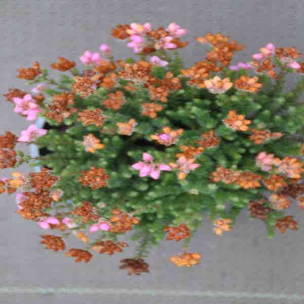 Dopheide rose (Erica tetralix ''Tina'')