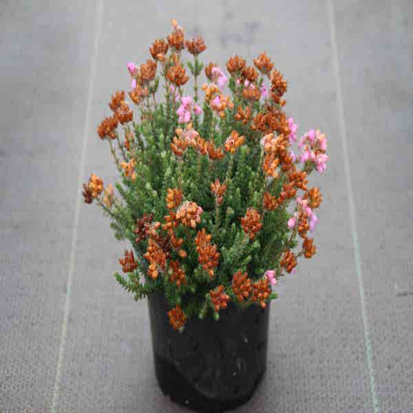 Dopheide rose (Erica tetralix ''Tina'')