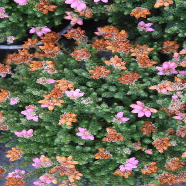 Dopheide rose (Erica tetralix ''Tina'')