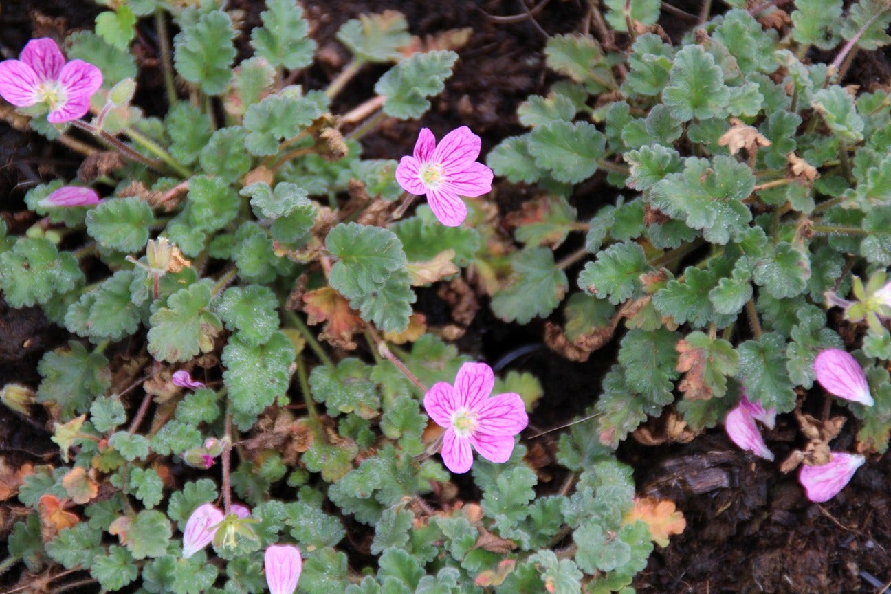 Reigersbek (Erodium variabile 'Bishop's Form') | Directplant