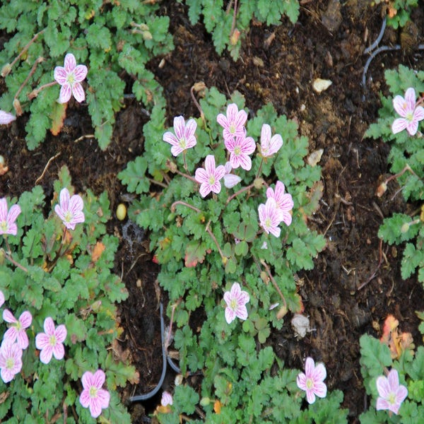 Reigersbek (Erodium variabile 'Roseum')