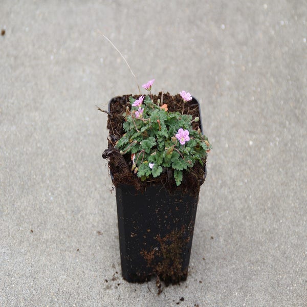 Reigersbek (Erodium variabile 'Roseum')