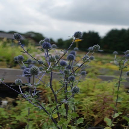 Blauwe distel (Eryngium planum 'Blauer Zwerg')
