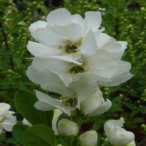 Exochorda (Exochorda macrantha 'The Bride')
