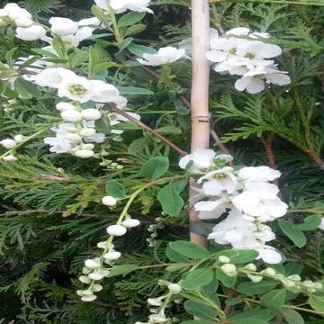 Exochorda (Exochorda macrantha 'The Bride') | Directplant