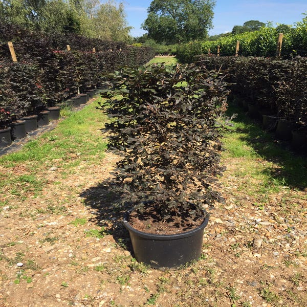 Rode Beukenhaag als Haagelement (Fagus sylvatica 'Atropunicea')