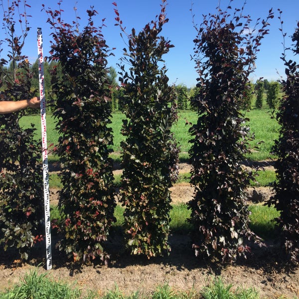 Rode Beukenhaag als Haagelement (Fagus sylvatica 'Atropunicea')