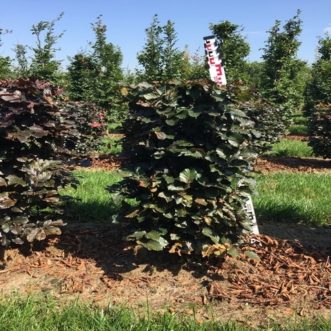 Rode Beukenhaag als Haagelement (Fagus sylvatica 'Atropunicea')