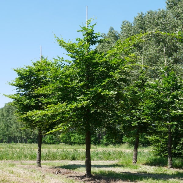 Grote beuk (Fagus sylvatica)
