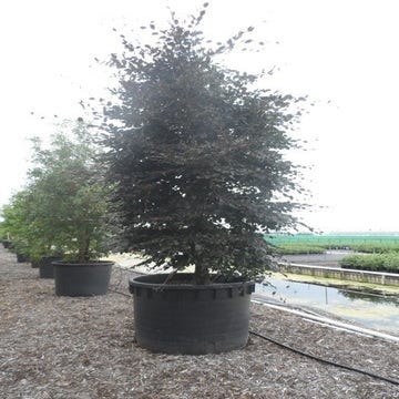 Rode Beukenboom (Fagus sylvatica 'Purpurea Latifolia')