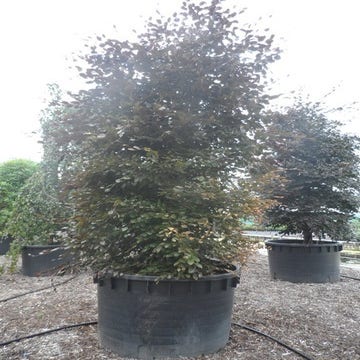 Rode Beukenboom (Fagus sylvatica 'Purpurea Latifolia')