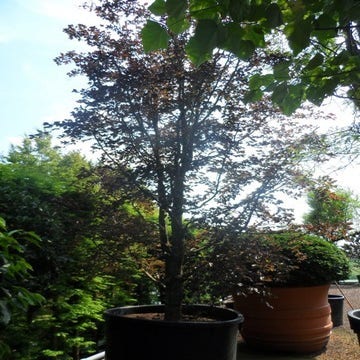 Rode Beukenboom (Fagus sylvatica 'Purpurea Latifolia')