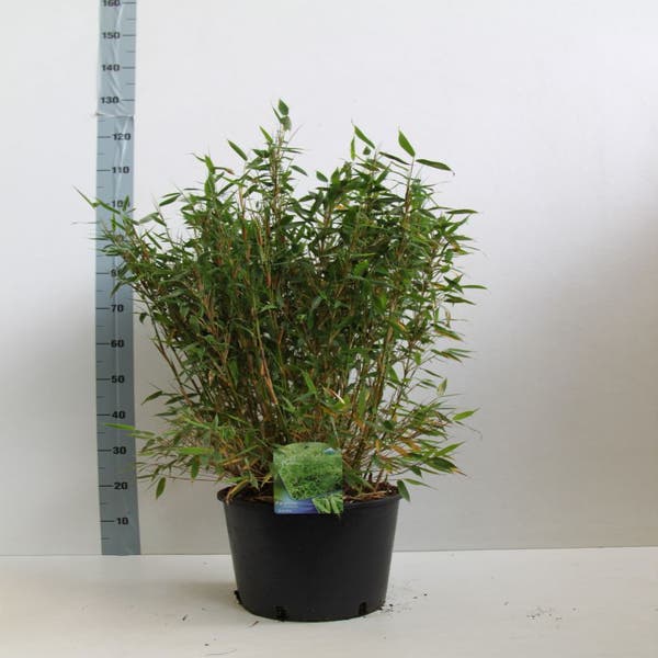 Niet woekerende Bamboe (Fargesia murieliae 'Simba') | Directplant
