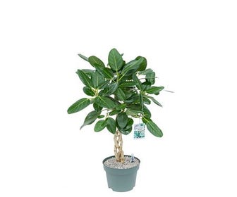 Ficus - Kamerplanten | Directplant