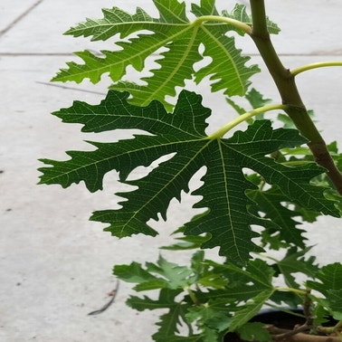 Vijg (Ficus carica 'Ice Crystal')
