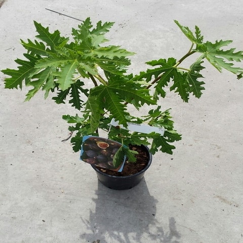 Vijg (Ficus carica 'Ice Crystal')
