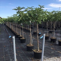 Vijg als halfstam (Ficus carica 'Ice Crystal') | Directplant
