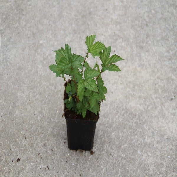 Moerasspirea (Filipendula ulmaria)