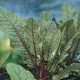 Zuring (Rumex sanguineus)