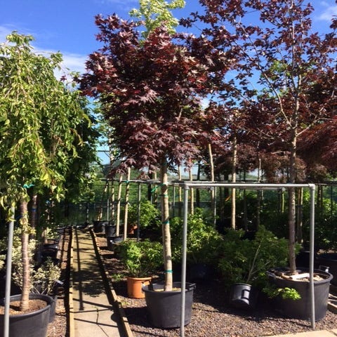 Japanse Esdoorn op stam (Acer palmatum 'Fireglow')