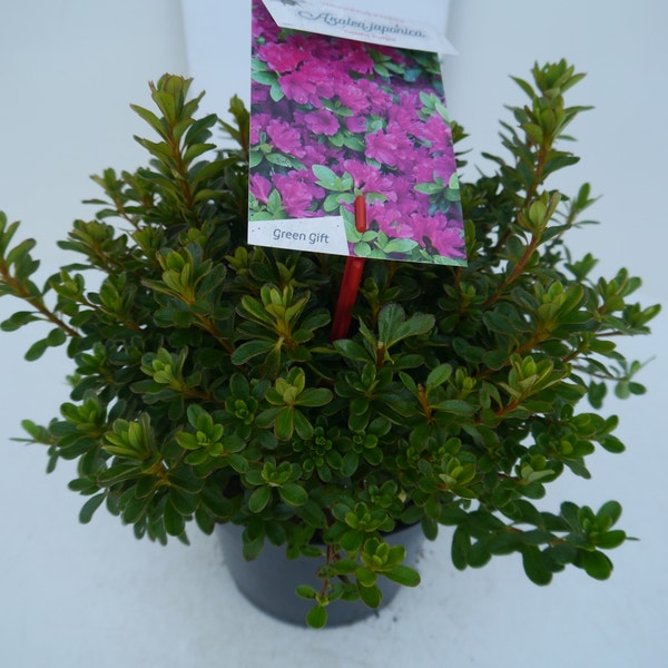 Japanse Azalea (Rhododendron 'Geisha Purple')