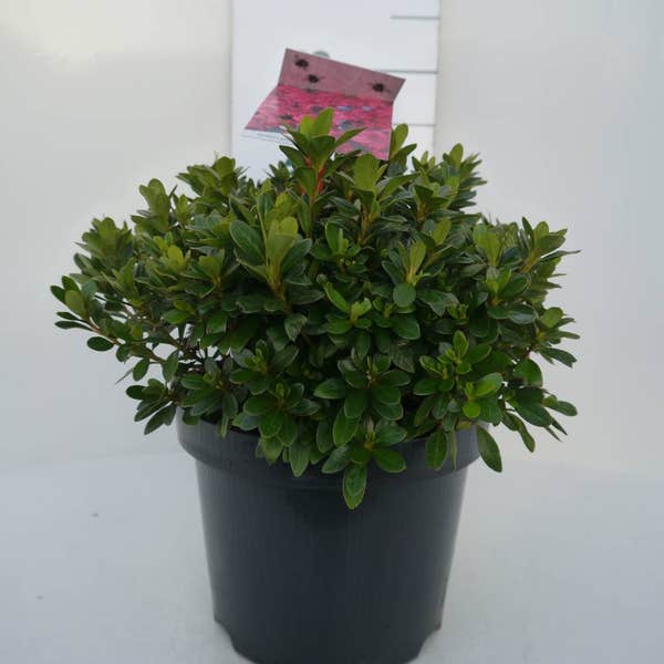 Japanse Azalea (Rhododendron 'Geisha Red')