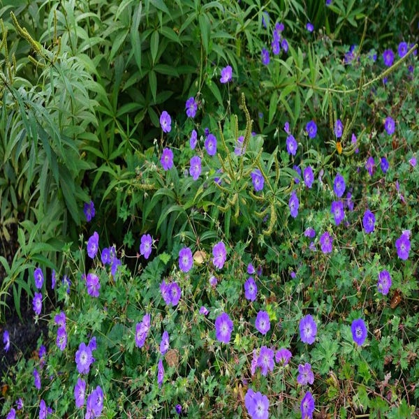 Ooievaarsbek (Geranium 'Rozanne') BIO