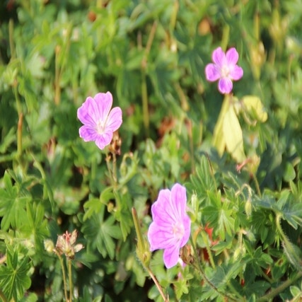 Ooievaarsbek (Geranium 'Blushing Turtle')