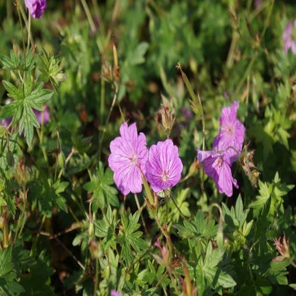 Ooievaarsbek (Geranium 'Blushing Turtle')