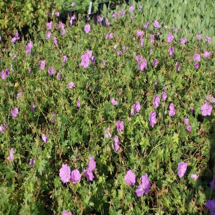 Ooievaarsbek (Geranium 'Blushing Turtle')