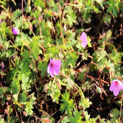 Ooievaarsbek (Geranium 'Dilys')