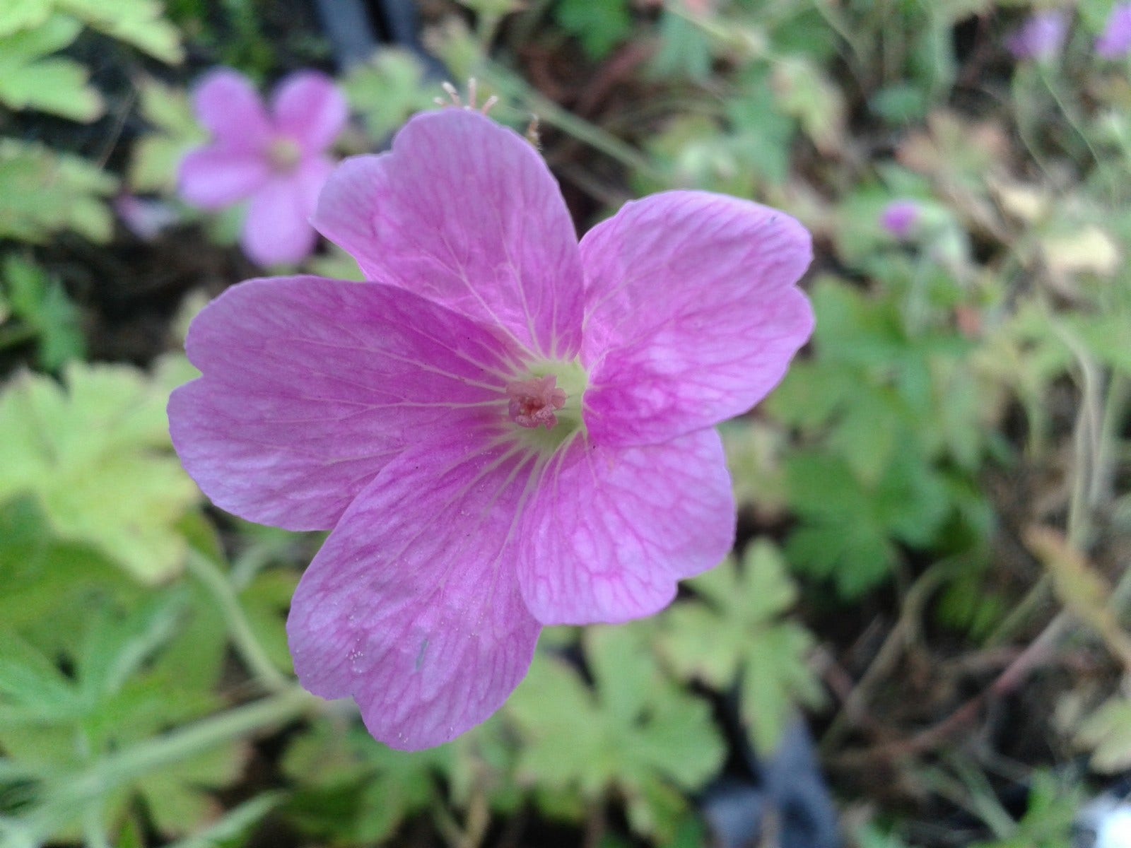Ooievaarsbek (Geranium endressii) | Directplant