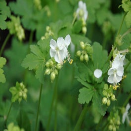 geranium white ness