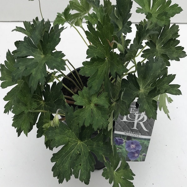 Geranium Rozanne kopen met groeigarantie? - Lange bloei