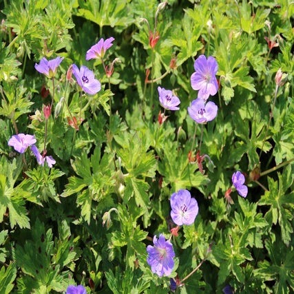 Geranium Rozanne kopen met groeigarantie? - Lange bloei