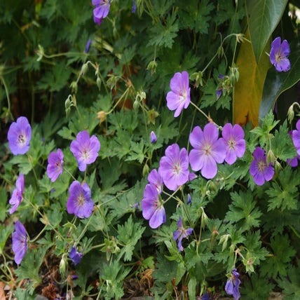 Geranium Rozanne kopen met groeigarantie? - Lange bloei