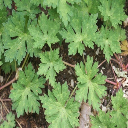 Geranium Rozanne kopen met groeigarantie? - Lange bloei