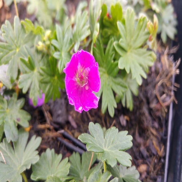 Ooievaarsbek (Geranium sanguineum 'Max Frei')
