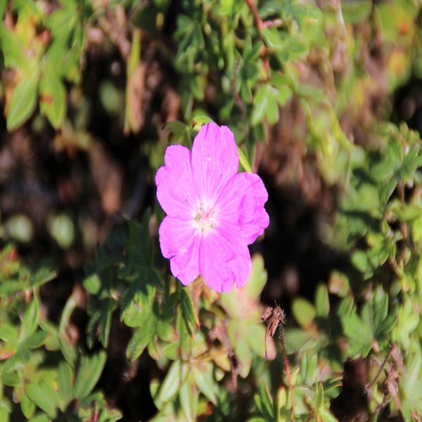 Ooievaarsbek (Geranium sanguineum 'Max Frei')