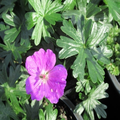 Ooievaarsbek (Geranium sanguineum 'Max Frei')