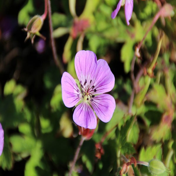 Ooievaarsbek (Geranium 'Sweet Heidy')
