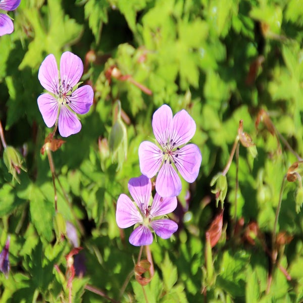 Ooievaarsbek (Geranium 'Sweet Heidy')