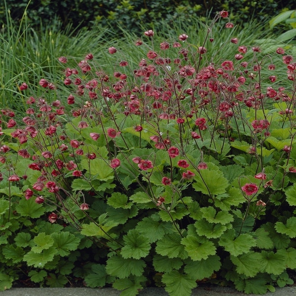 Nagelkruid (Geum rivale 'Leonard's Variety')