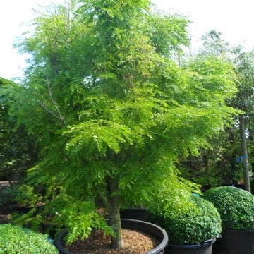 Valse Christusboom (Gleditsia triacanthos 'Elegantissima')