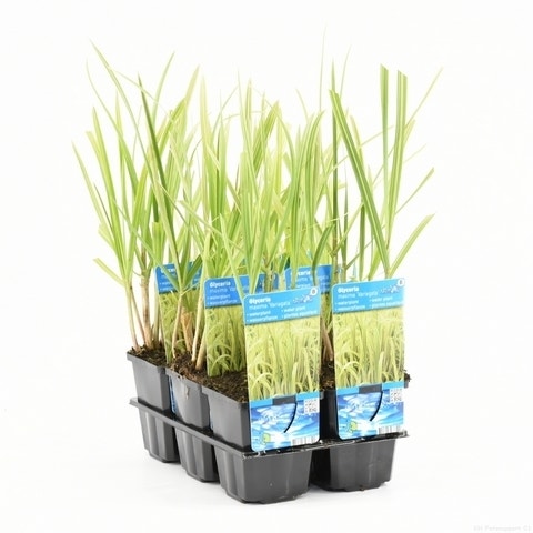 Liesgras (Glyceria maxima 'Variegata')