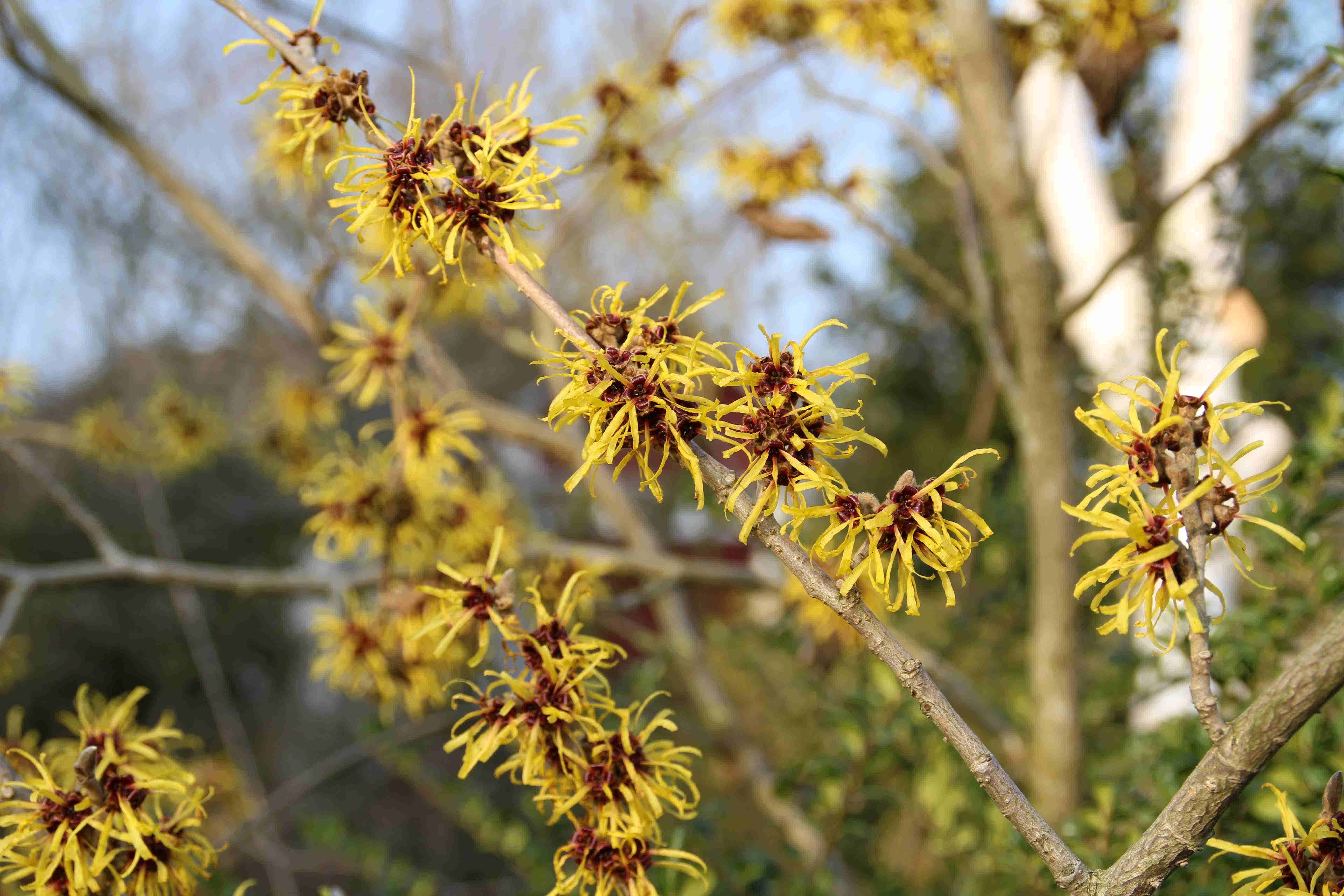 Toverhazelaar (Hamamelis mollis 'Pallida') | Directplant